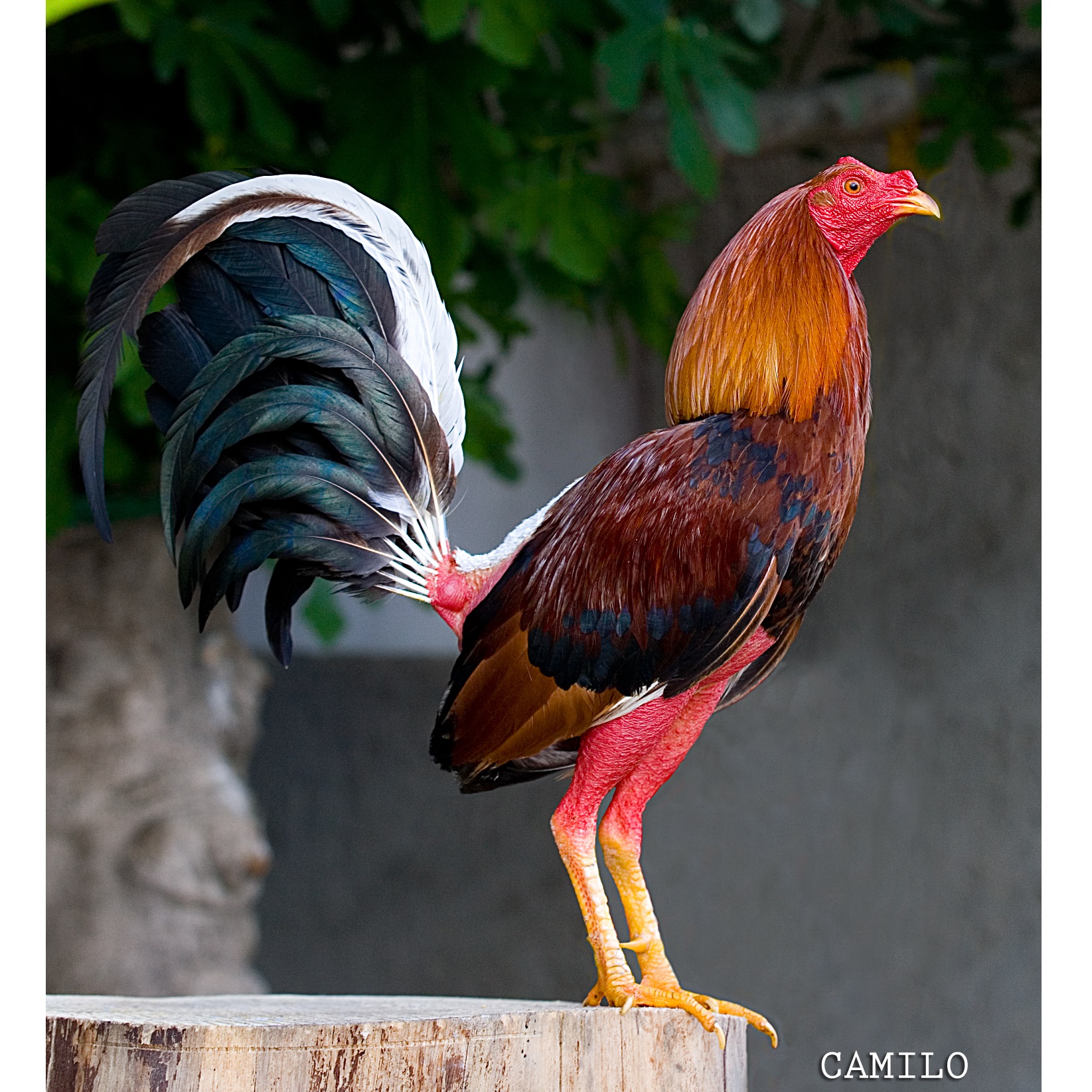 ¿QUIÉNES SOMOS? - GALLO COMBATIENTE ESPAÑOL | FEDERACION GALLO ...